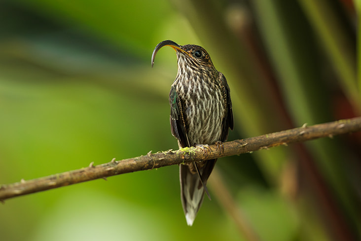 Magic Birding Tours - MILPE